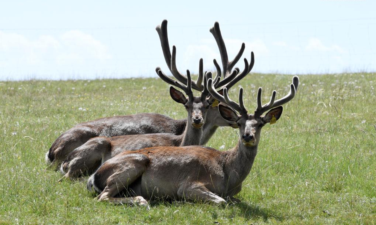 Red deers seen at cultivation field in Gansu - Global Times