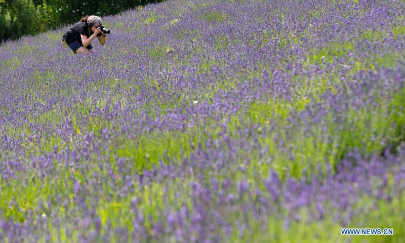 People visit lavender farm in Canada - Global Times