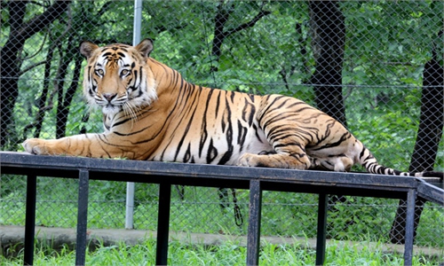 A closer look at tigers in India - Global Times