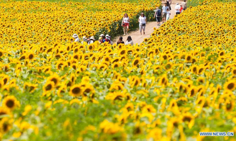 Sunflower Festival held in Caledon, Canada - Global Times