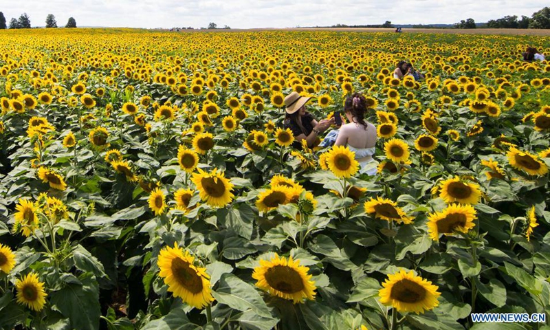 Sunflower Festival held in Caledon, Canada - Global Times