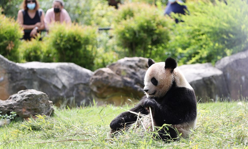 Where to see giant pandas in Europe? - Global Times