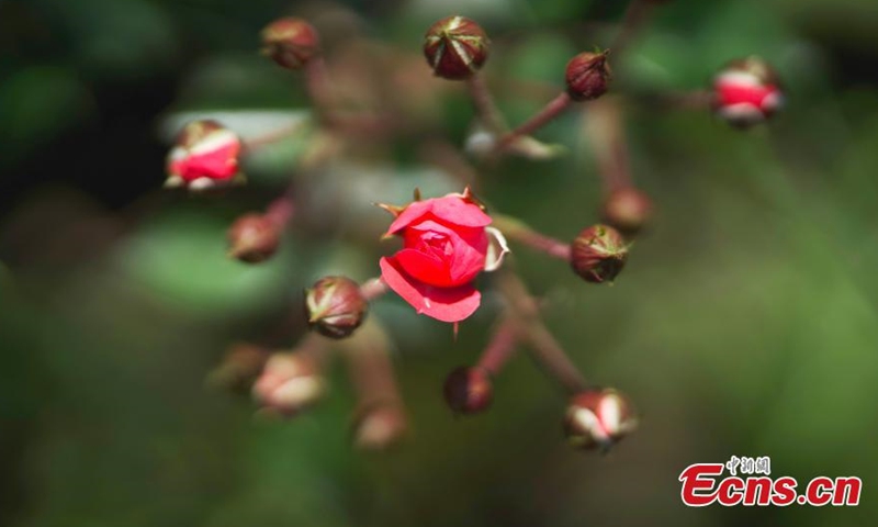 Rose farmers make fortune in Yunnan - Global Times