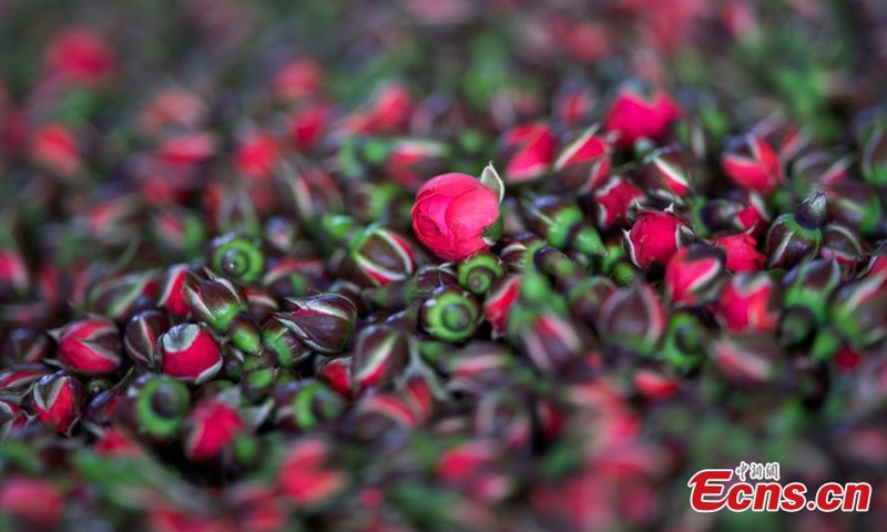 Rose farmers make fortune in Yunnan - Global Times