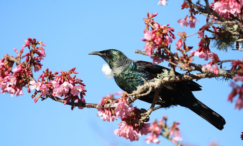 Tui flocking to cherry blossoms in New Zealand's second successive ...