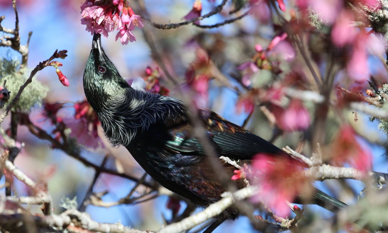 Tui flocking to cherry blossoms in New Zealand's second successive ...