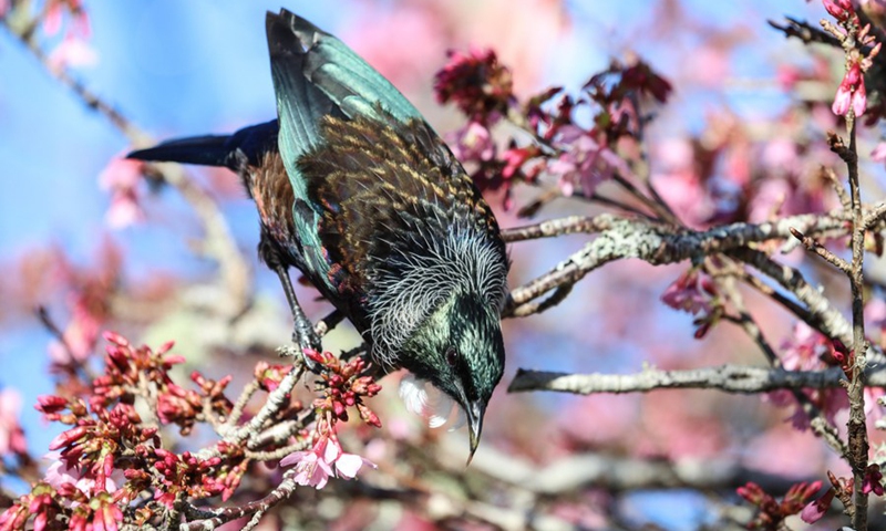Tui flocking to cherry blossoms in New Zealand's second successive ...