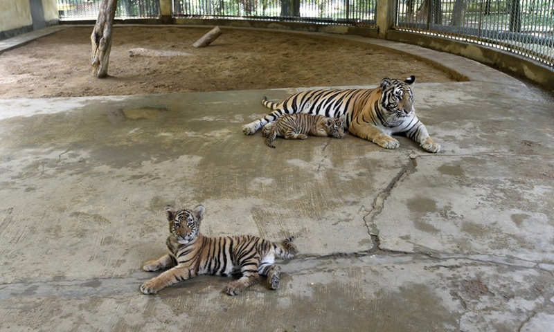 2 Royal Bengal Tiger cubs playing with mother at zoo - Global Times