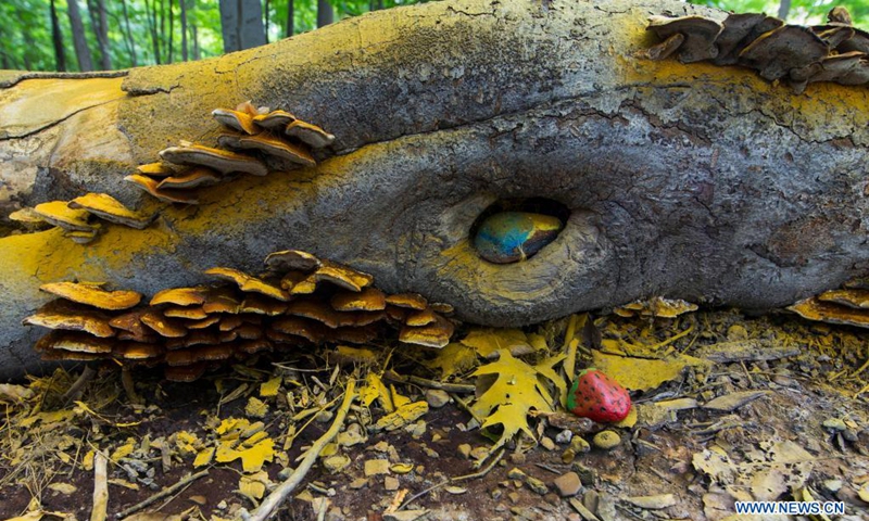 Painted rocks attract people to Pheasant Run Trail in Mississauga ...