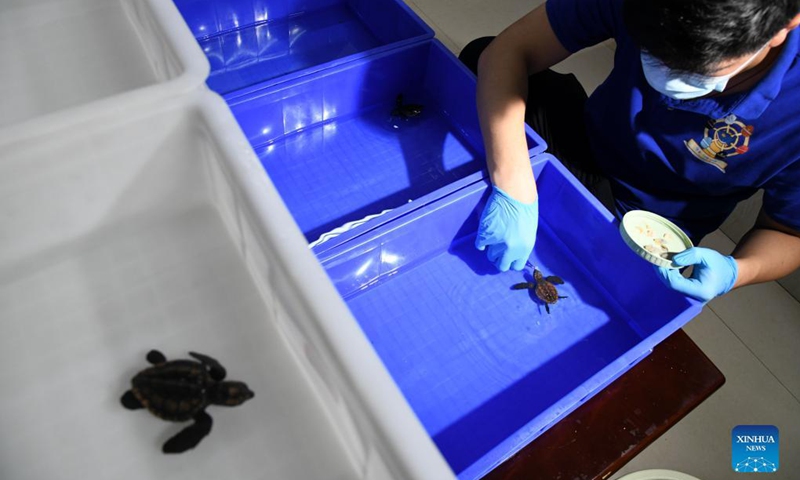 In pics: first artificial breeding of loggerhead turtles in China ...