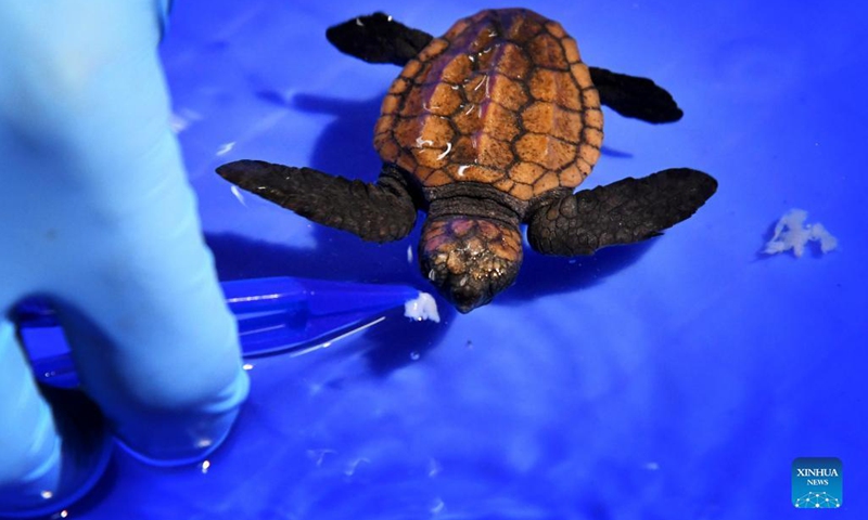 In pics: first artificial breeding of loggerhead turtles in China ...