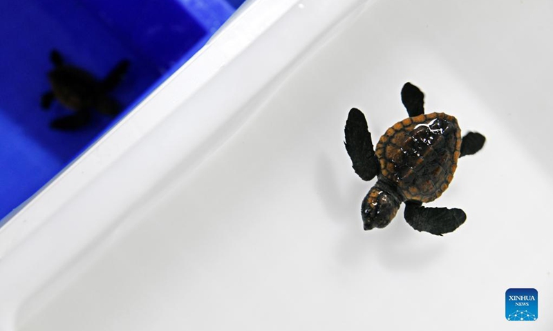 In pics: first artificial breeding of loggerhead turtles in China ...