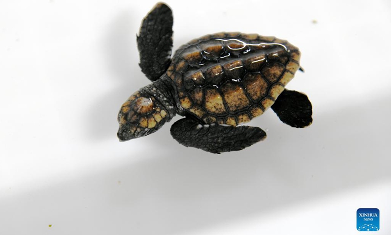 In pics: first artificial breeding of loggerhead turtles in China ...