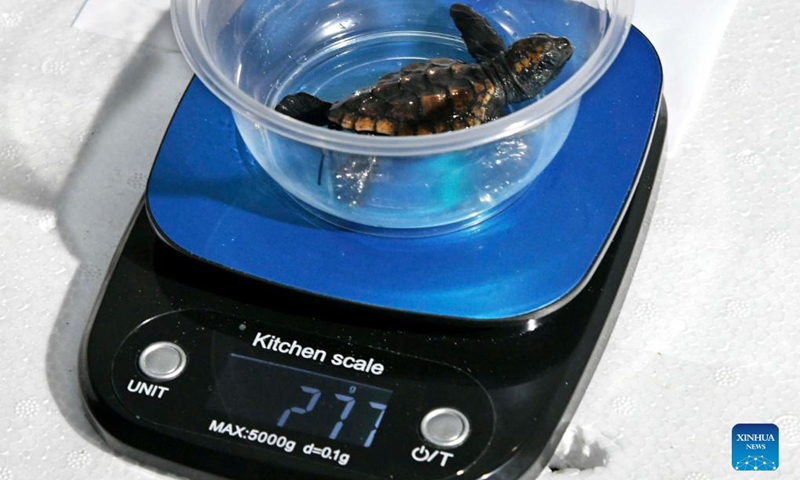 In pics: first artificial breeding of loggerhead turtles in China ...