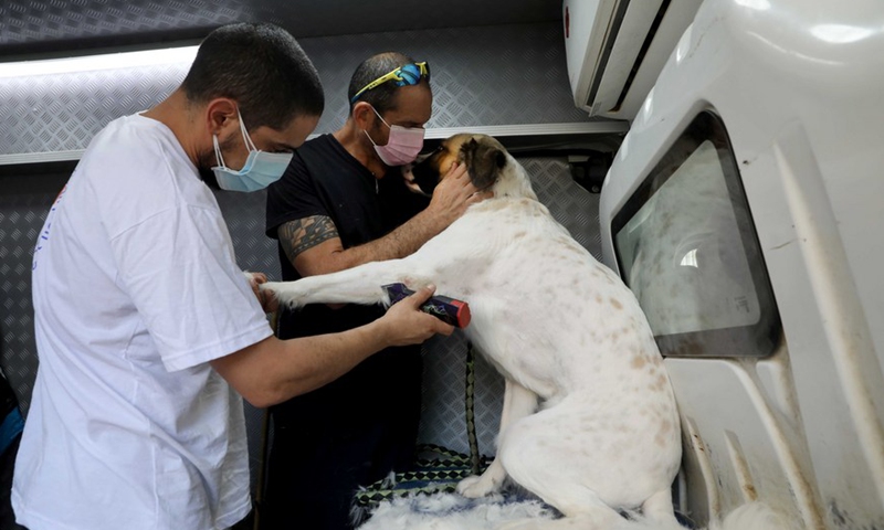 Dogs get new haircut in Israel on Int'l Dog Day - Global Times