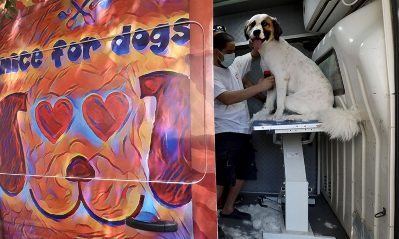Dogs get new haircut in Israel on Int'l Dog Day - Global Times