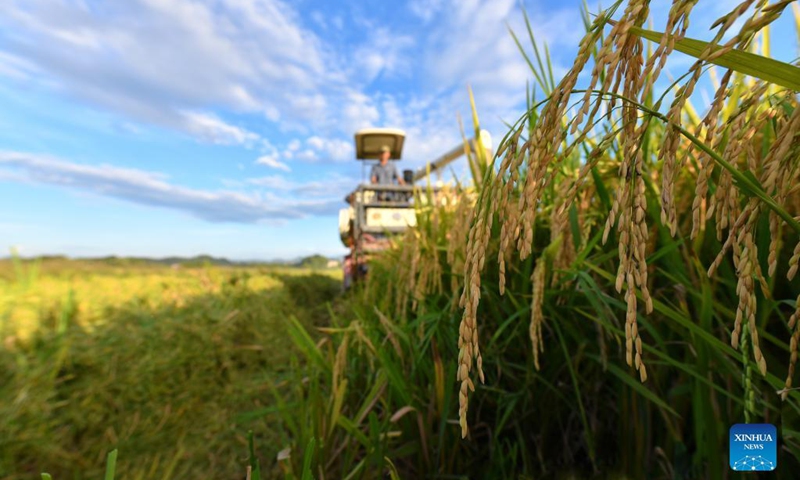 Farmers harvest paddy rice in Shanshu Village, Hunan - Global Times