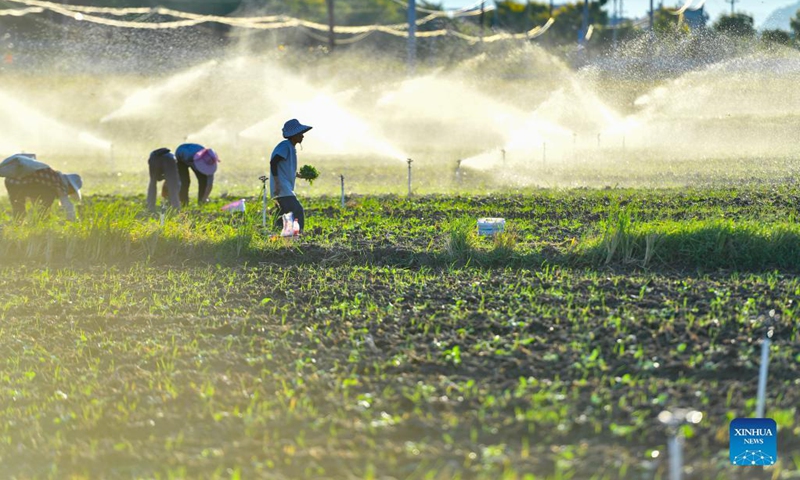 Autumn farming in central China - Global Times