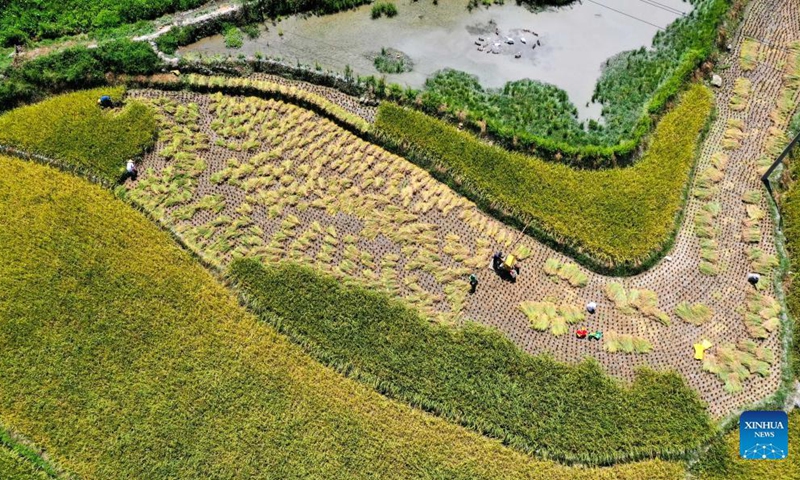 Farmers harvest paddy rice in Shanshu Village, Hunan - Global Times