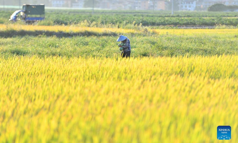 Autumn farming in central China - Global Times