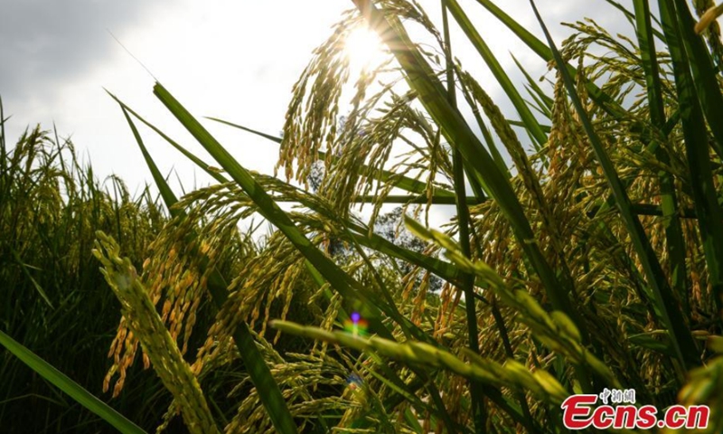 China successfully cultivates 2-meter-high 'giant rice' in Chongqing ...