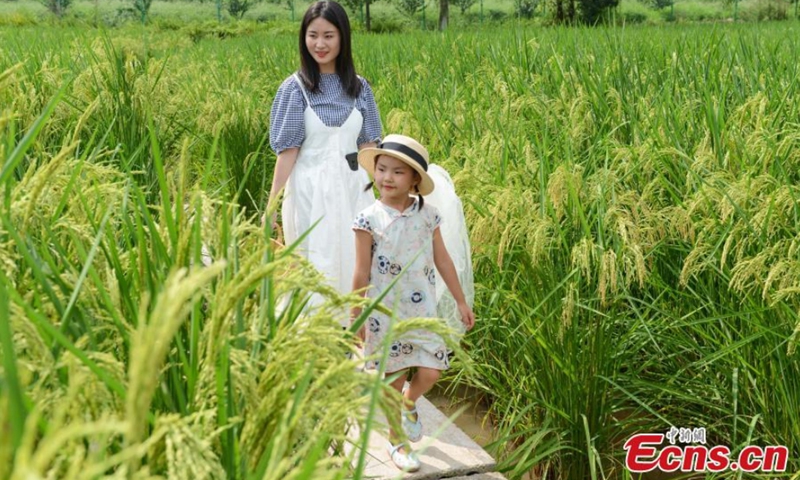 China successfully cultivates 2-meter-high 'giant rice' in Chongqing ...
