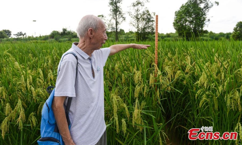 China successfully cultivates 2-meter-high 'giant rice' in Chongqing ...