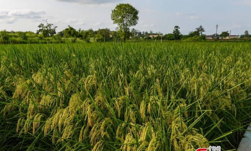 China successfully cultivates 2-meter-high 'giant rice' in Chongqing ...