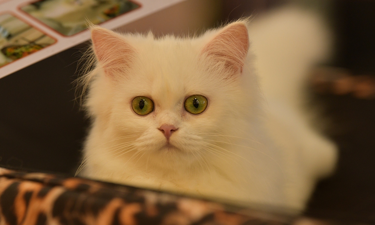 Chinese programmer makes app that interprets cats' feelings - Global Times