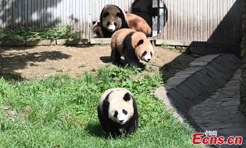 Giant pandas enjoy early autumn at Shenshuping Base - Global Times