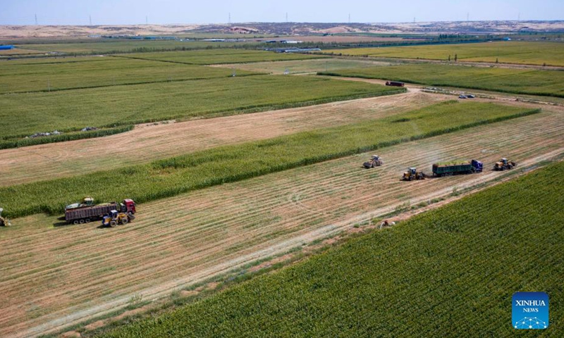 Farmers reap corn crops in NW China - Global Times
