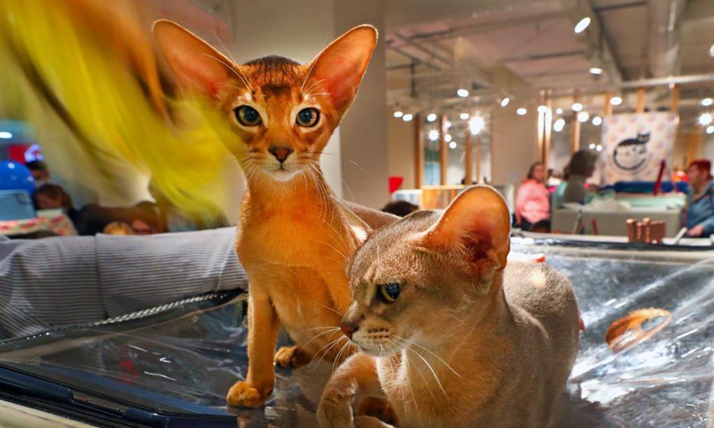 Cat show held in Minsk, Belarus - Global Times