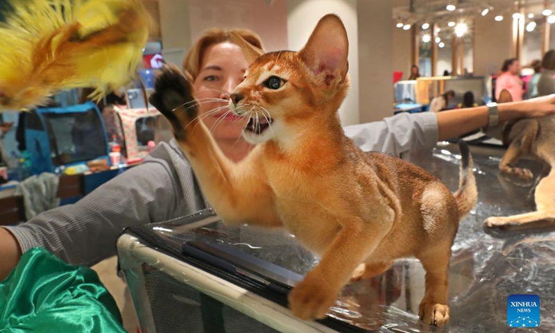 Cat show held in Minsk, Belarus - Global Times