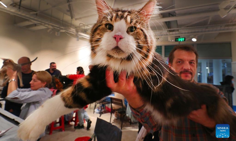 Cat show held in Minsk, Belarus - Global Times