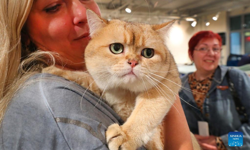 Cat show held in Minsk, Belarus - Global Times