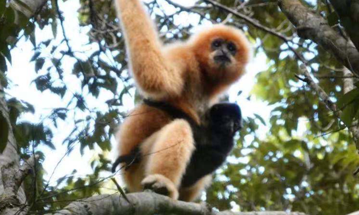 Two new babies join extremely rare Hainan gibbon family, names wanted ...