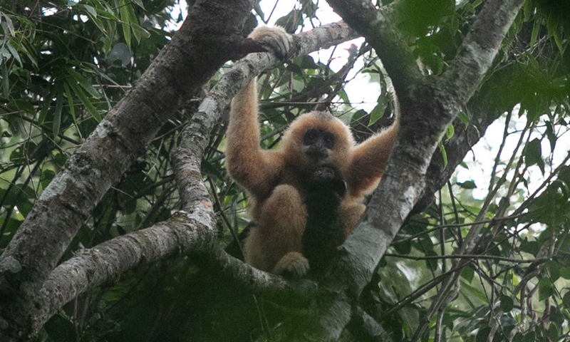 China's Hainan gibbon conservation success for biodiversity ...