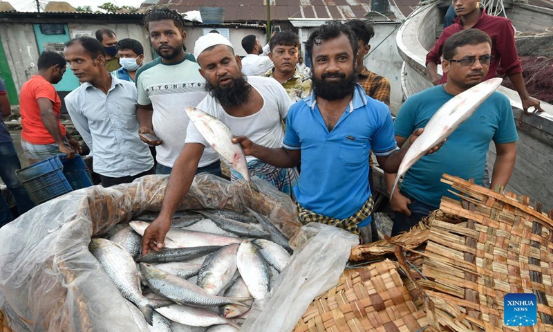 Peak fishing season of Hilsa fish in Bangladesh - Global Times