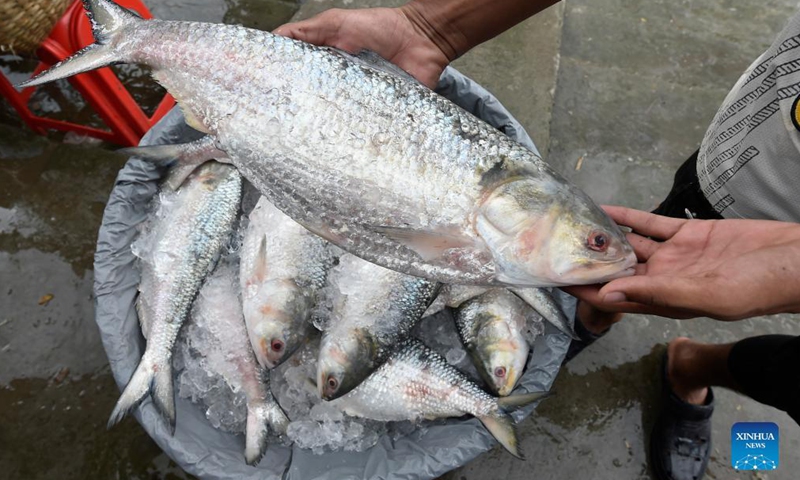 Peak fishing season of Hilsa fish in Bangladesh - Global Times