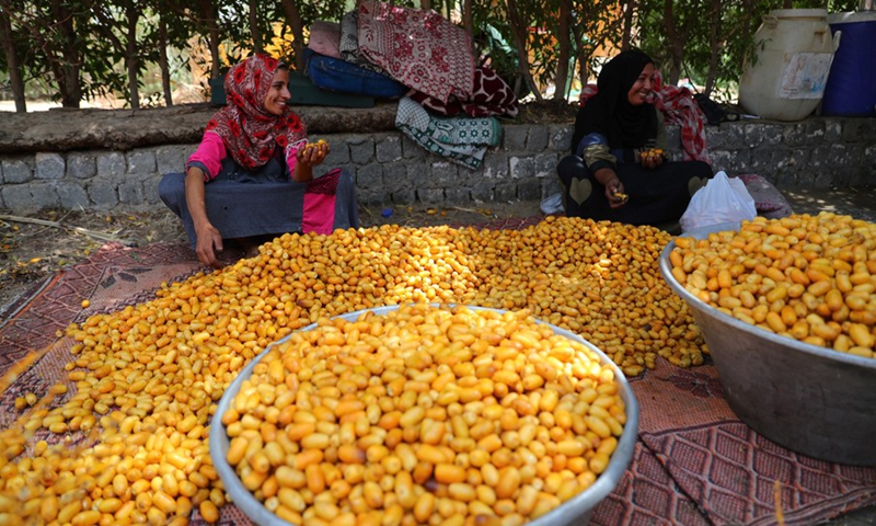 Dates harvest in Egypt - Global Times