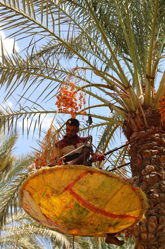 Dates harvest in Egypt - Global Times