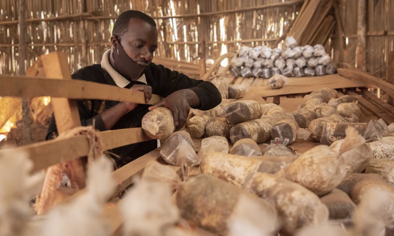 Juncao technology improving livelihood of Rwandan people - Global Times
