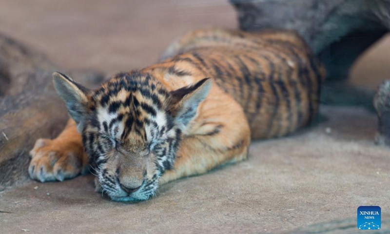 Life of Siberian tigers in NE China's breeding center - Global Times