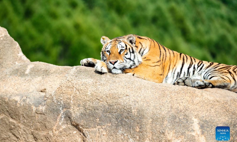 Tourist detained for breaking into tiger zone in wildlife park; no ...