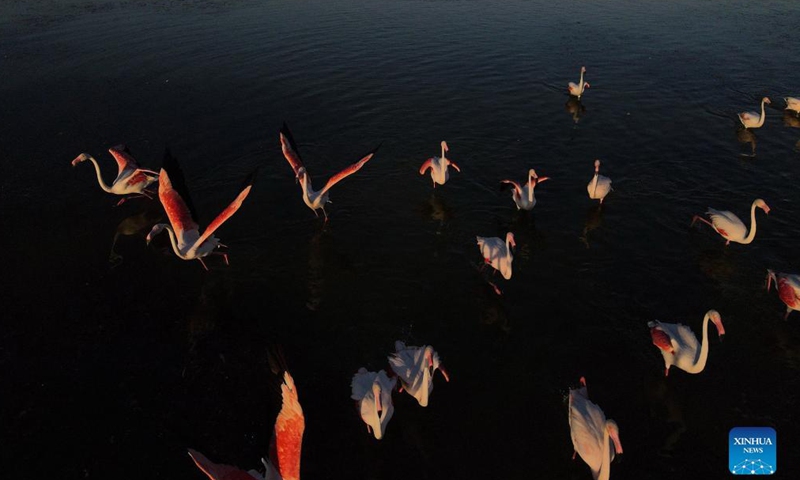 Flamingos in Mogan Lake in Turkey - Global Times