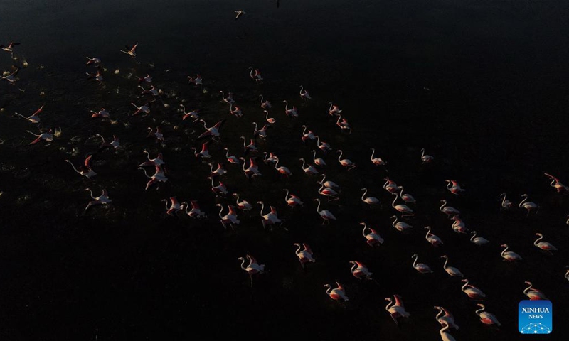 Flamingos in Mogan Lake in Turkey - Global Times