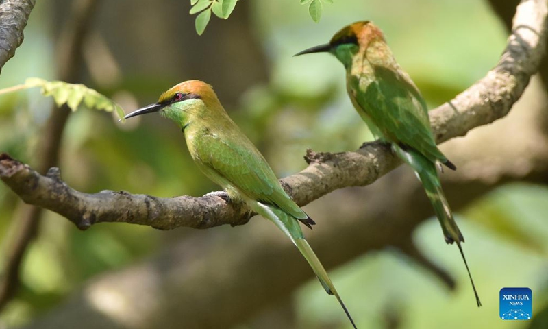 Bee-eaters in India - Global Times