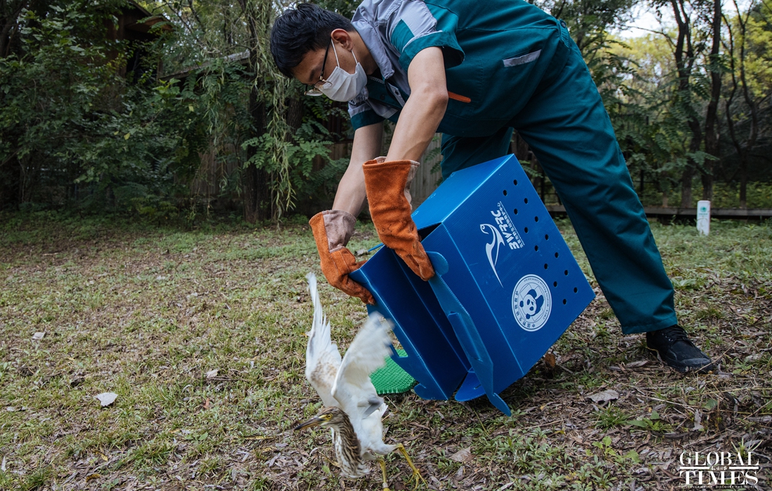 A glimpse of Beijing wildlife rescue center - Global Times