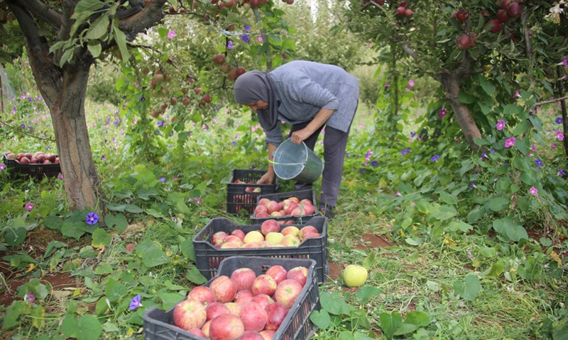 Apples harvest in Lebanon - Global Times