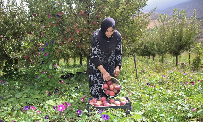 Apples harvest in Lebanon - Global Times